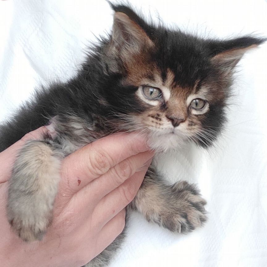 Мейн-кун котёнок