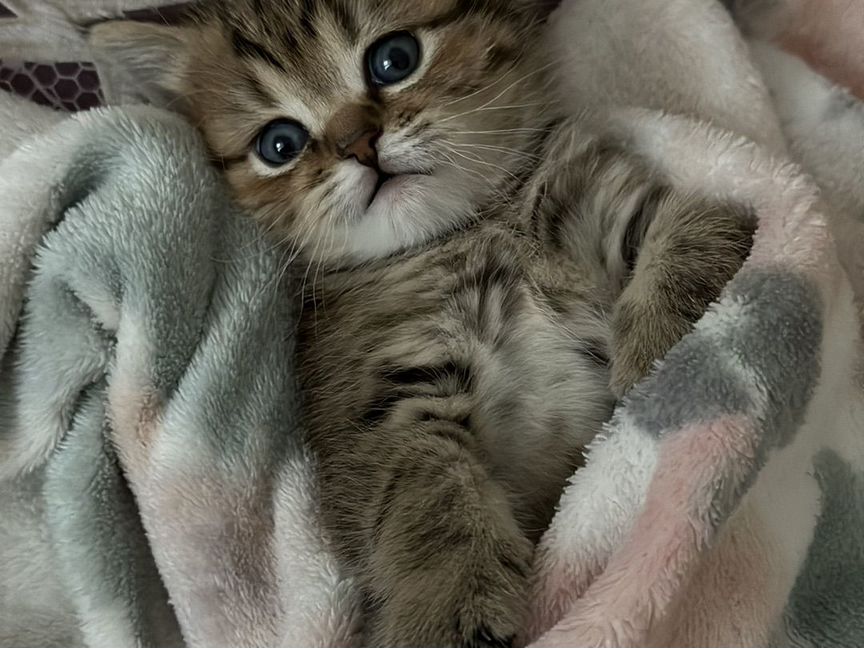 Шотландская кошка