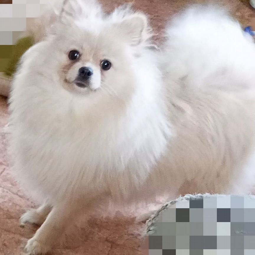 Померанский шпиц, взрослая собака