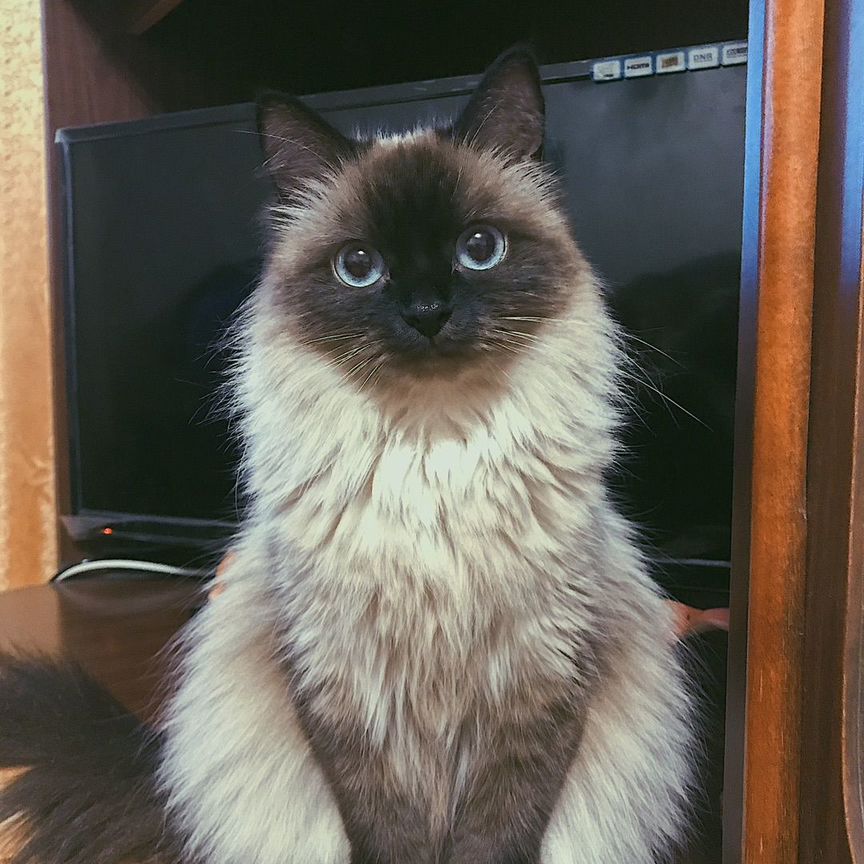 Отдам кошку в добрые руки