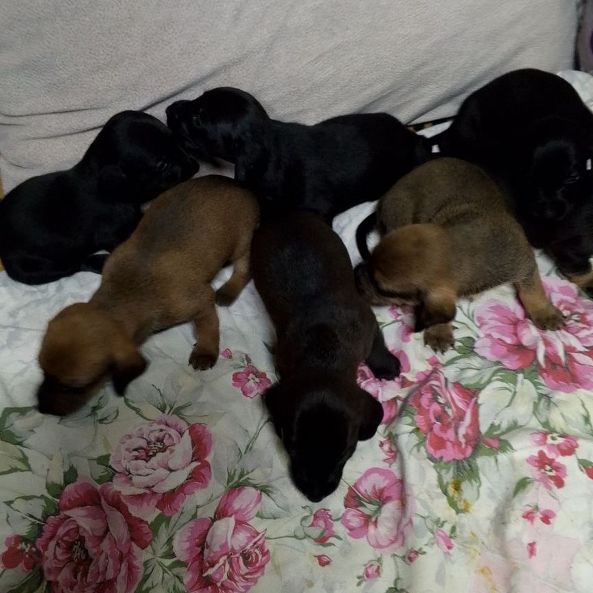 Такса, щенок