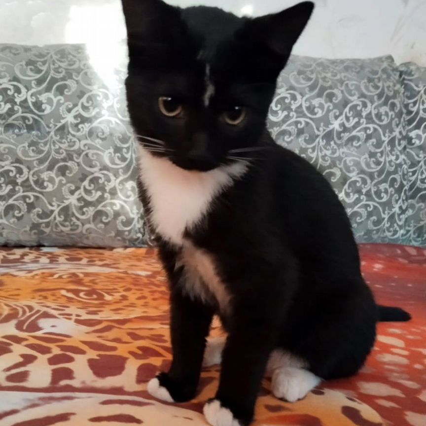 Котёнок