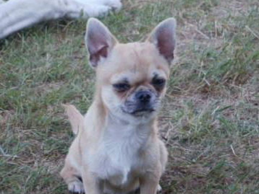 Чихуахуа мальчик мелкий стандарт