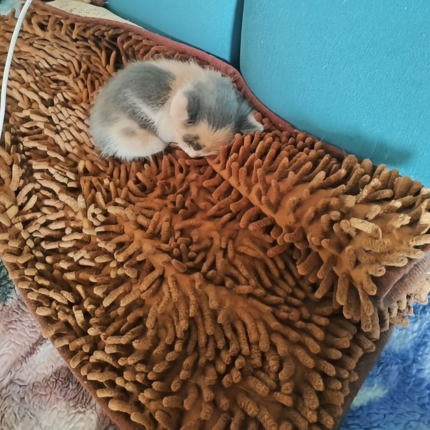 Эгейский котёнок