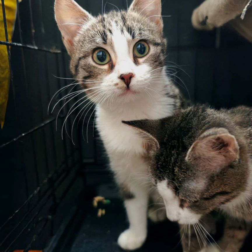 Табби с белой манишкой котята