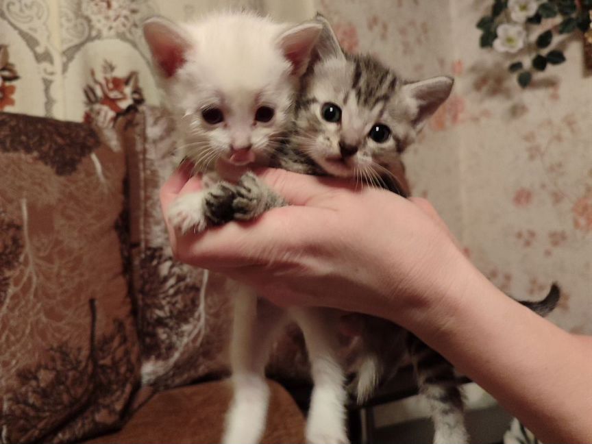 Котята в добрые руки