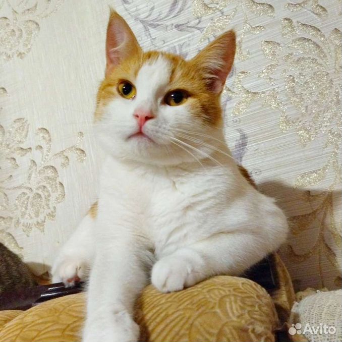 Девченка ищет дом