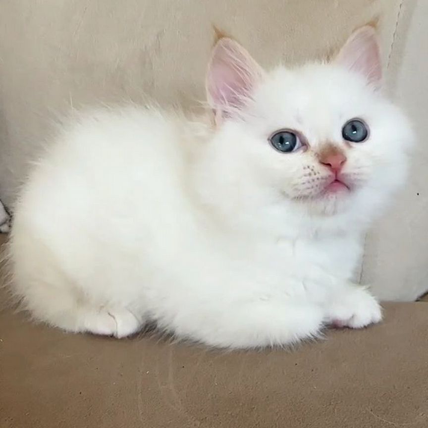 Милорд котенок