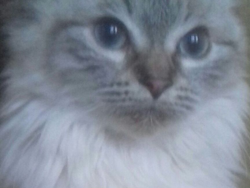 Невский котик