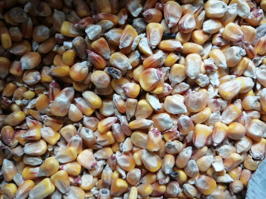 Кукуруза фуражная россыпью от 30 тонн