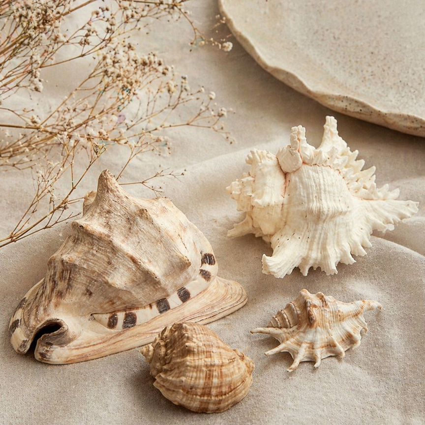 Набор морских раковин