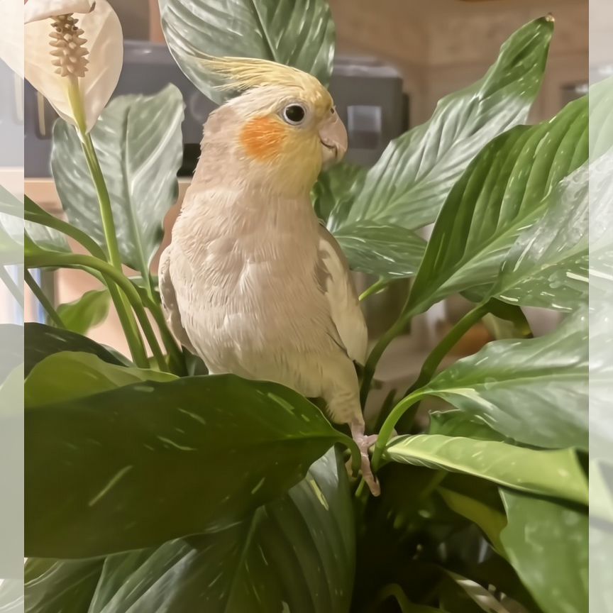 Попугай корелла