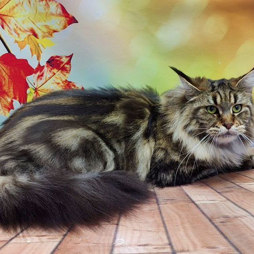 Кошка Мейн-кун