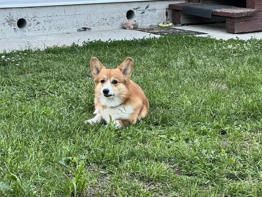 Вельш-корги вязка