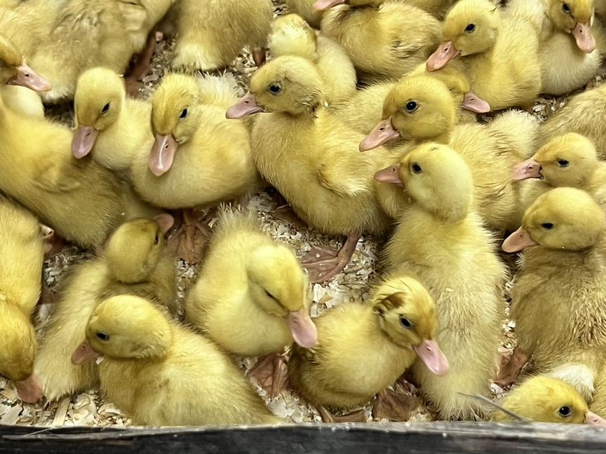 Гуси Серый, Линда, Утята