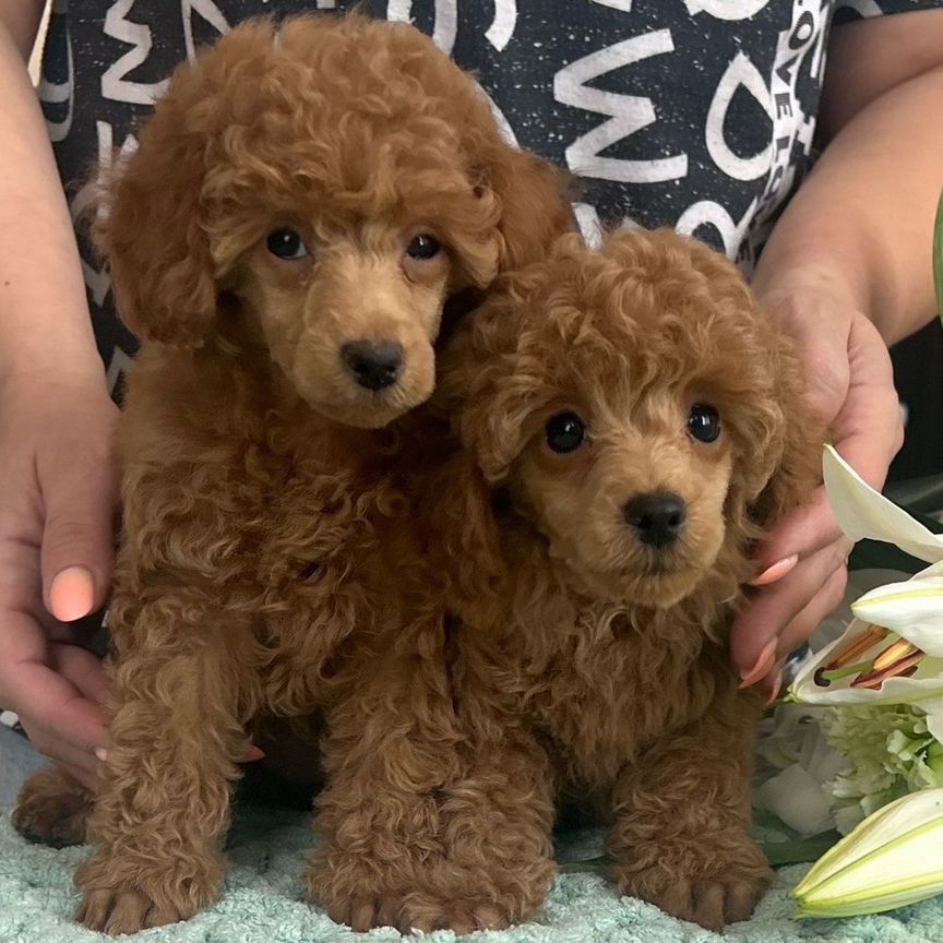 Пудель, щенок