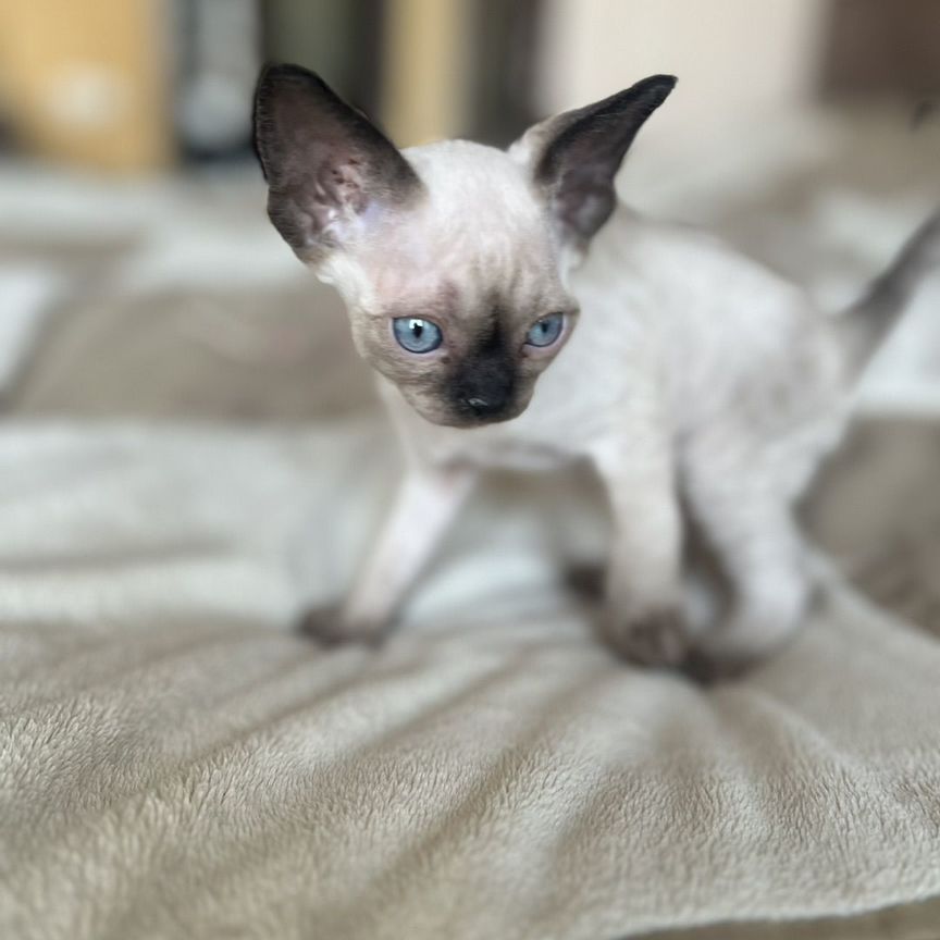 Котята Девон Рекс