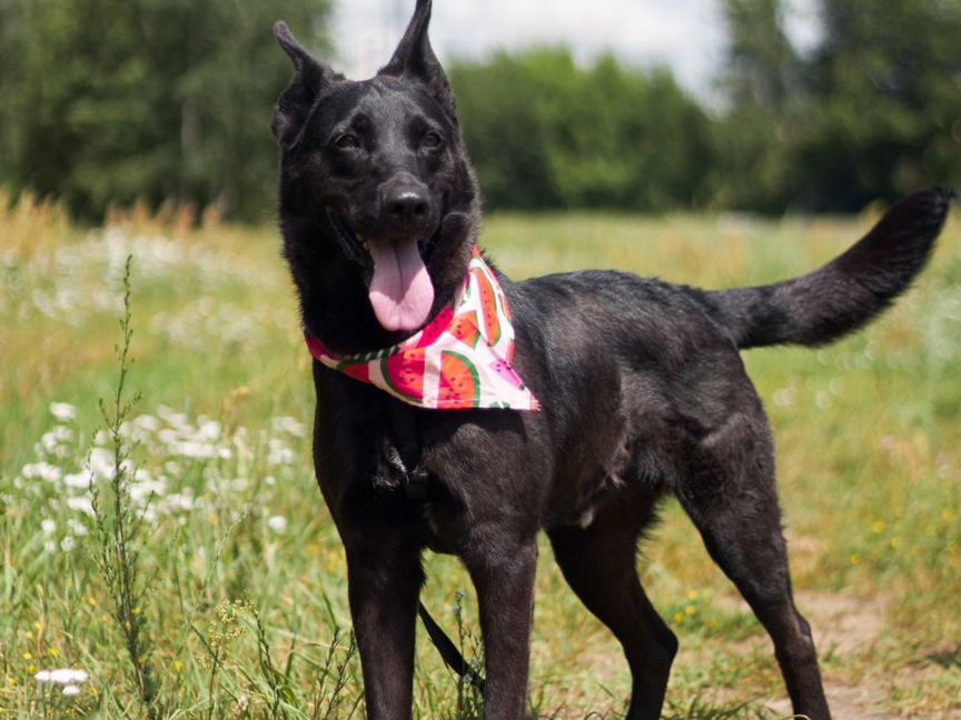Я не доберман, но тоже заслуживаю дома