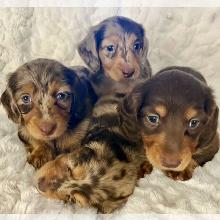 Кроличья такса, щенок