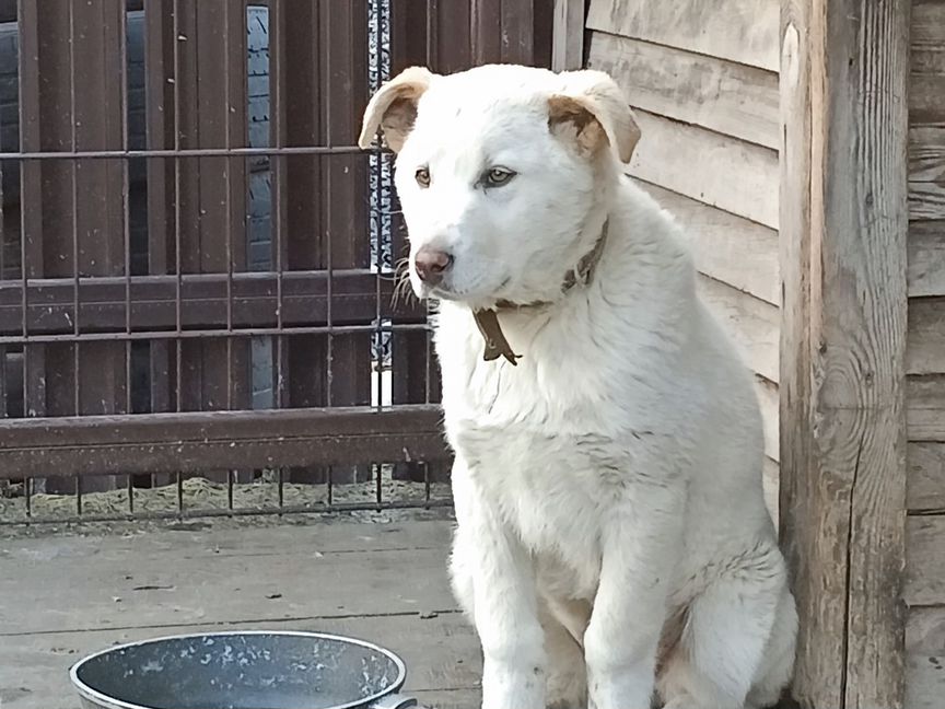 Щенок помесь лайка- алабай