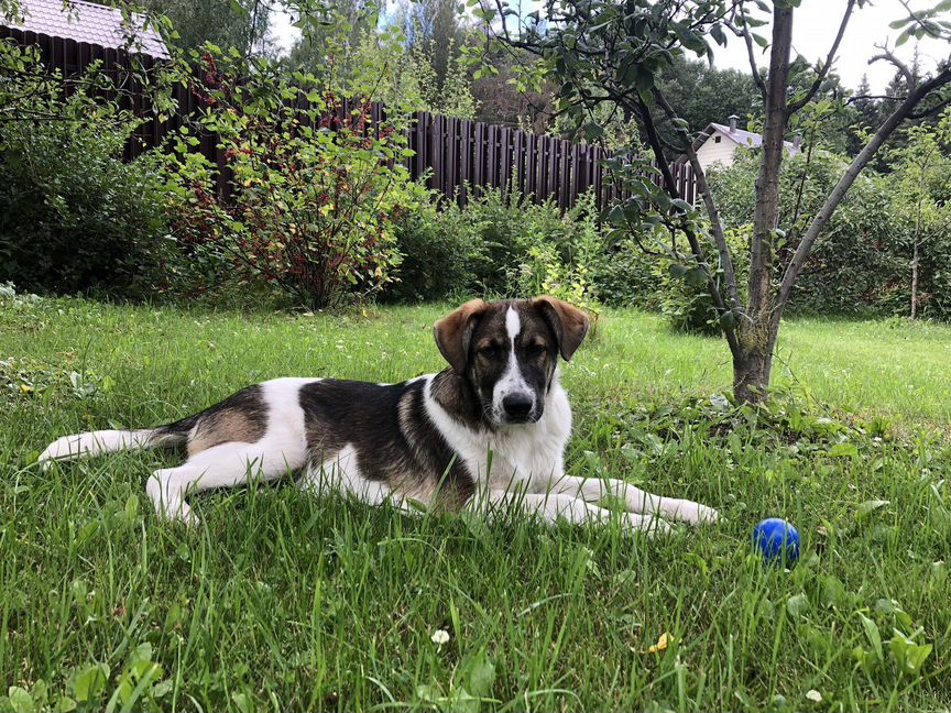 Щенок похож на Среднеазиатскую овчарку