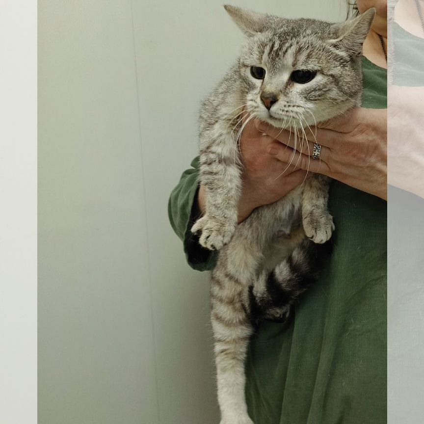 Взрослая, кошка в добрые руки