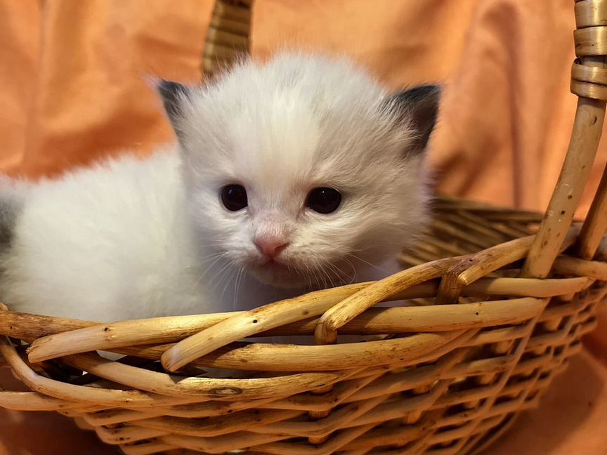 Котята рэгдолл