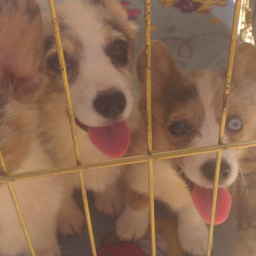 Мраморный корги