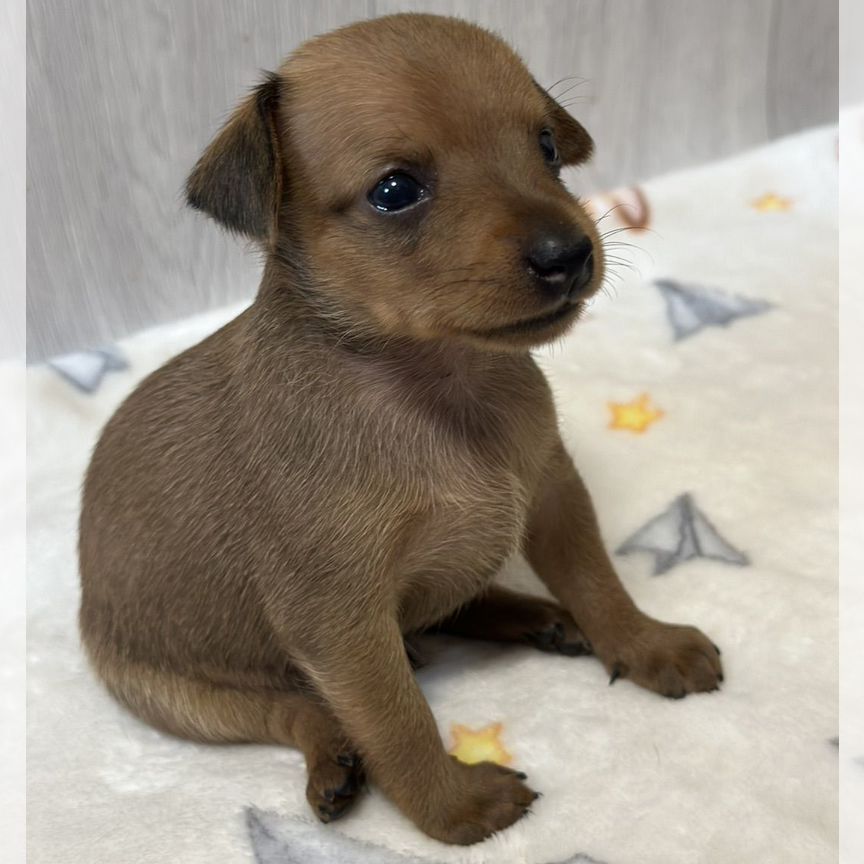 Пражский крысарик, щенок