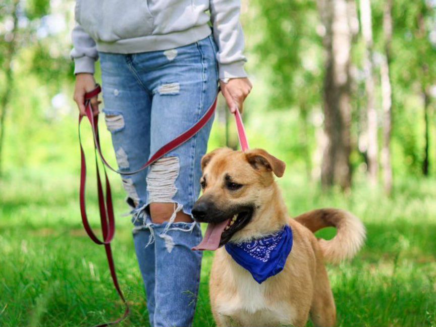 Собака в добрые руки, Батлер