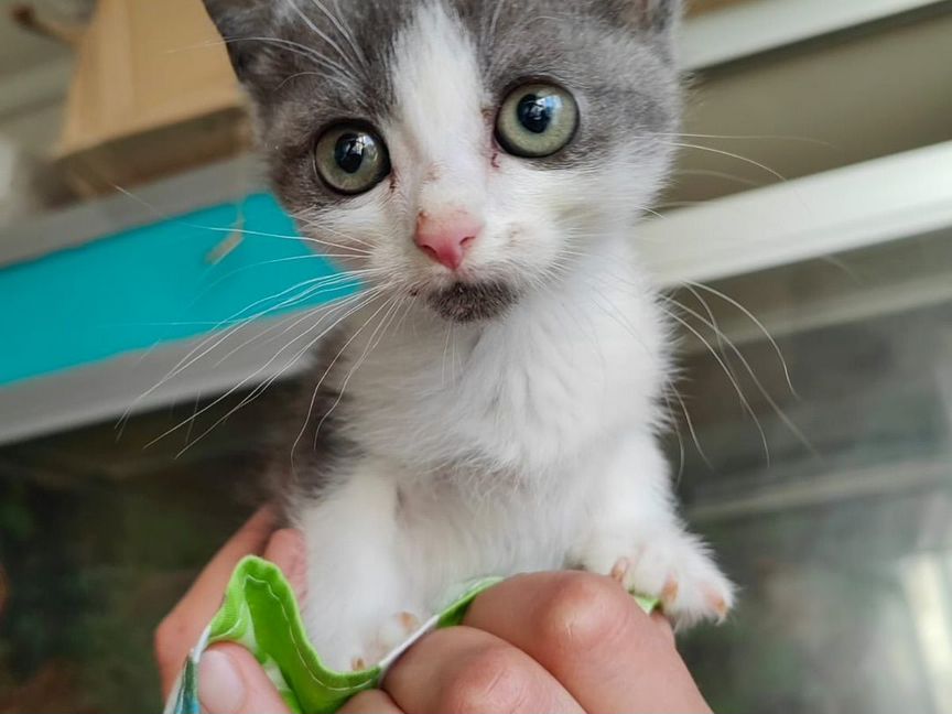 Котенок Чижик-славный парень ищет дом
