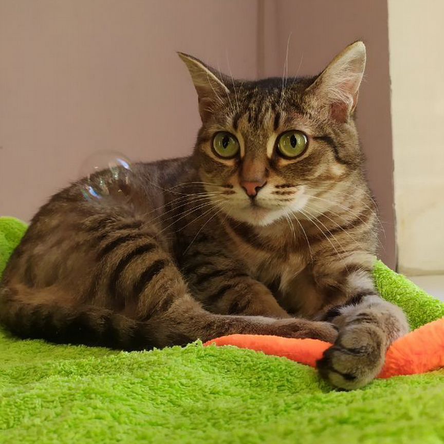 Взрослая, кошка в добрые руки