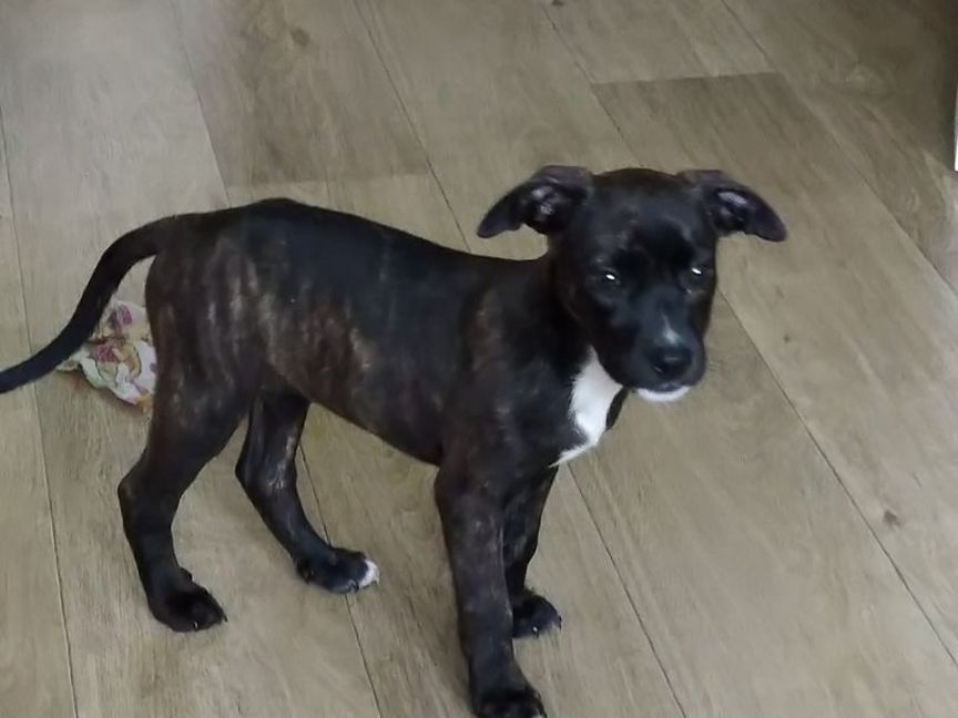 Щенок в добрые руки помесь стаффорда и овчарки 2 м