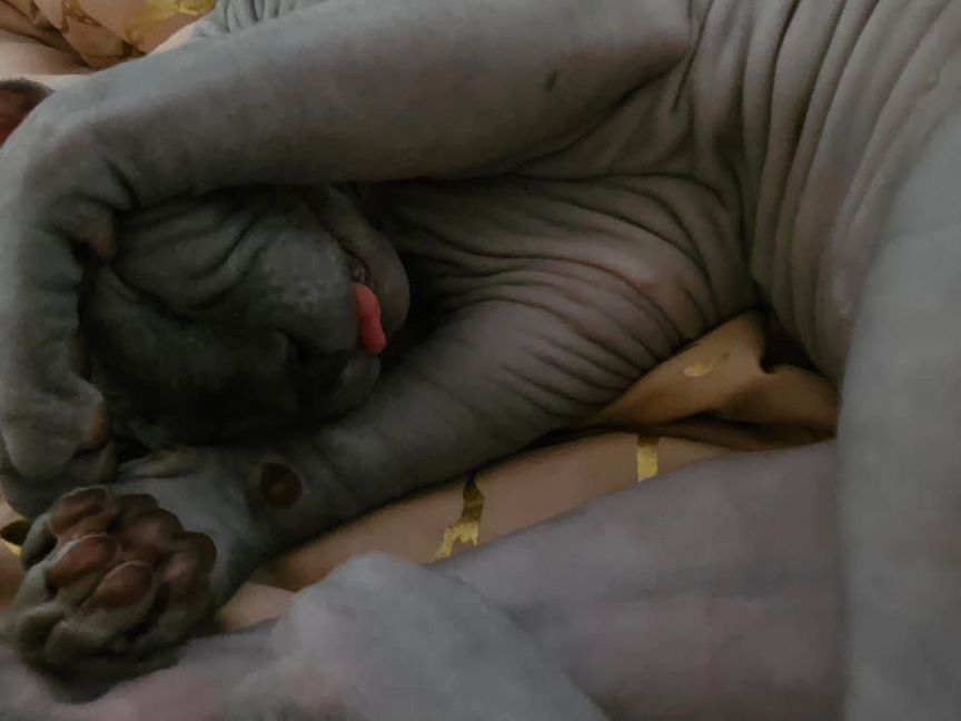 Продам прекрасного кота сфинкса