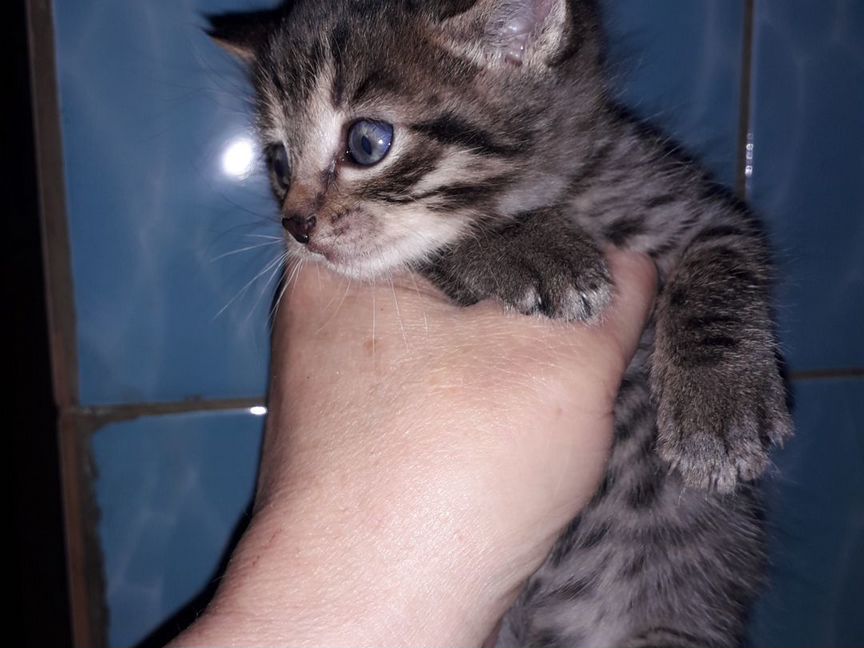 Котята в добрые руки бесплатно