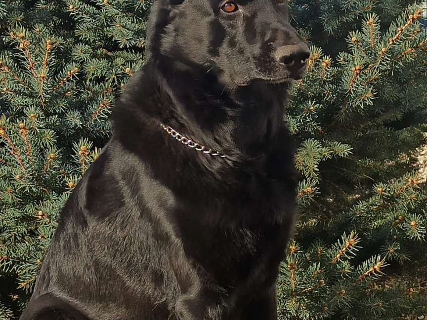 Немецкая овчарка вязка