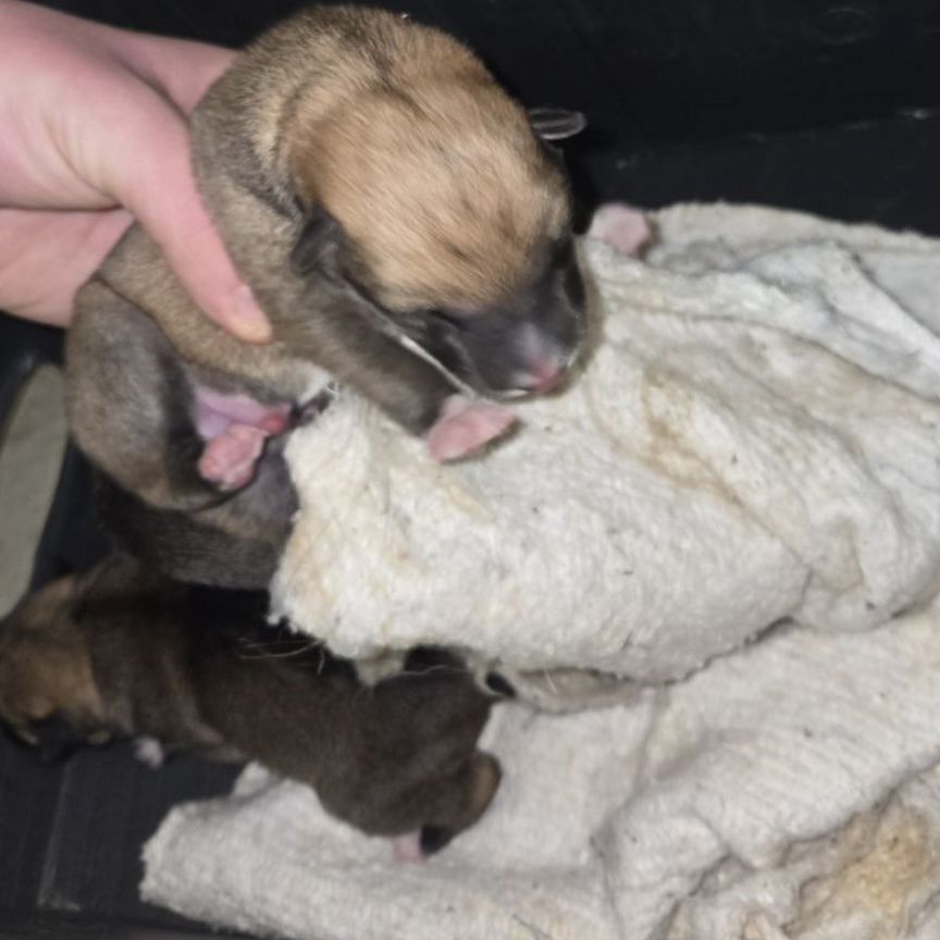 Немецкий шпиц, щенок