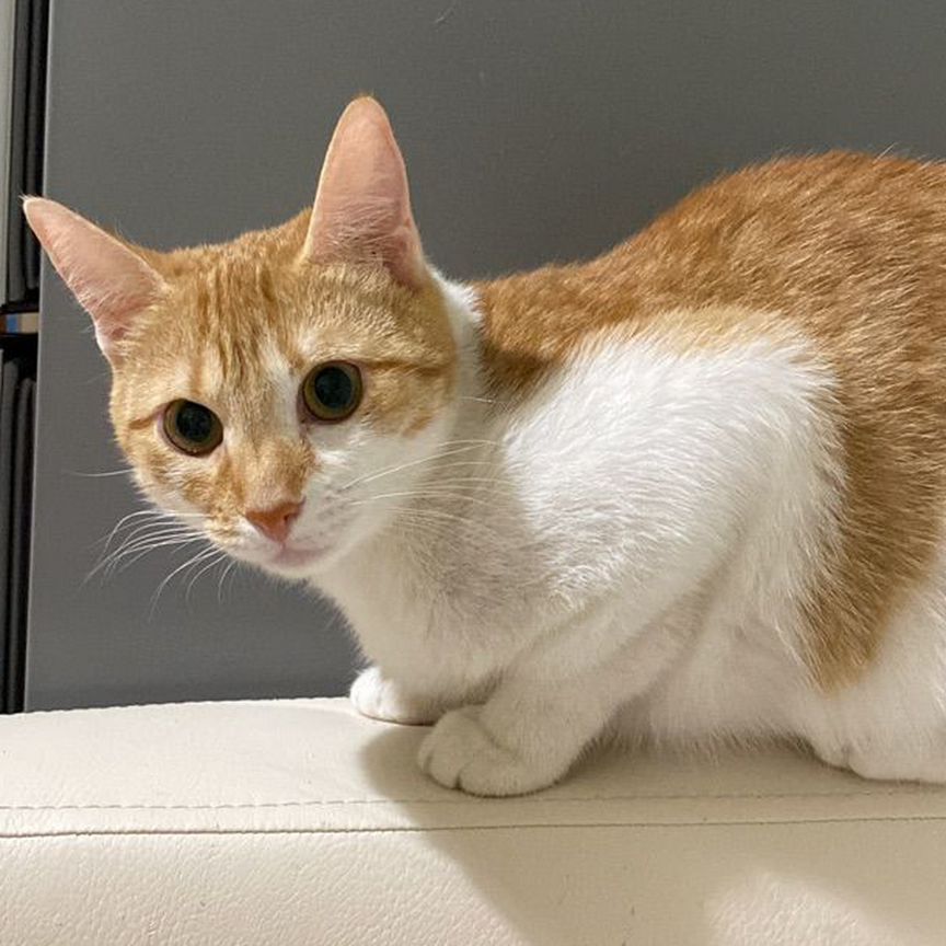 Взрослая кошка в добрые руки