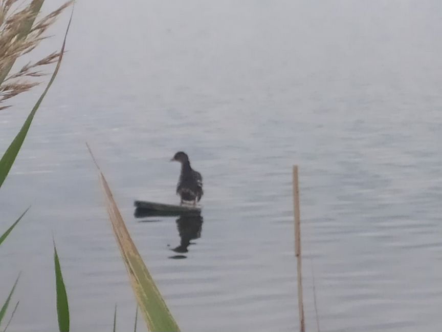 Подсадные утки