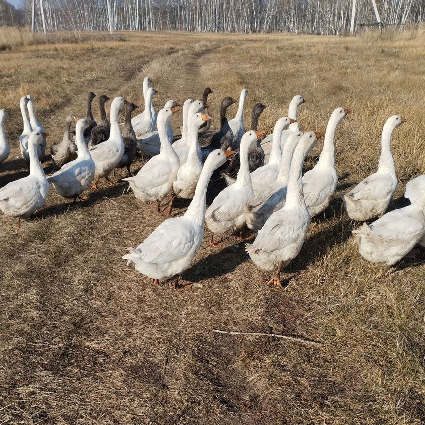 Серые и Линда гуси