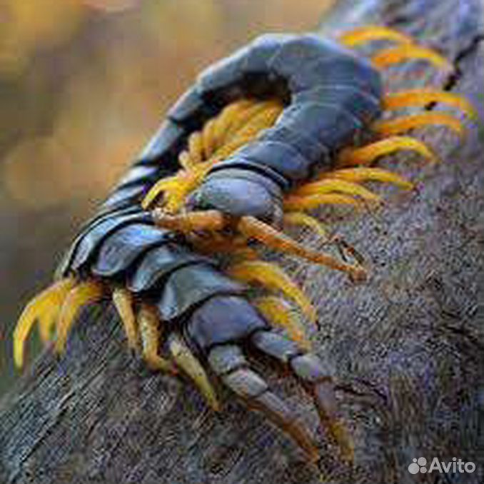 Сколопендра