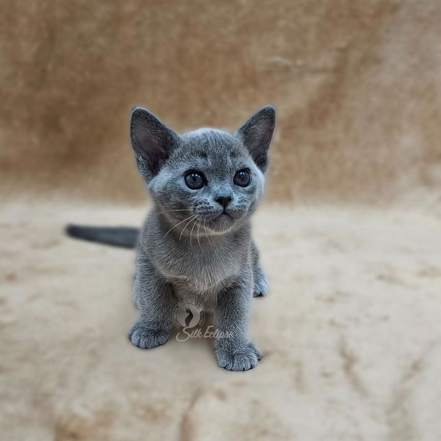Бурманские милые котики