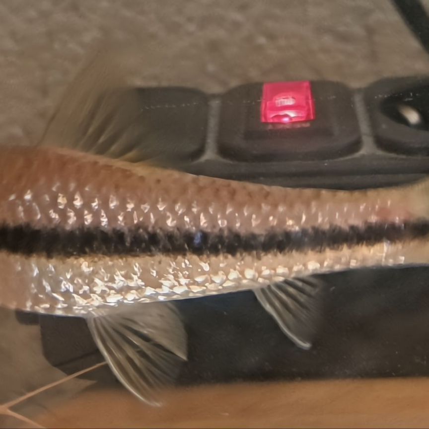 Сиамский водорослеед