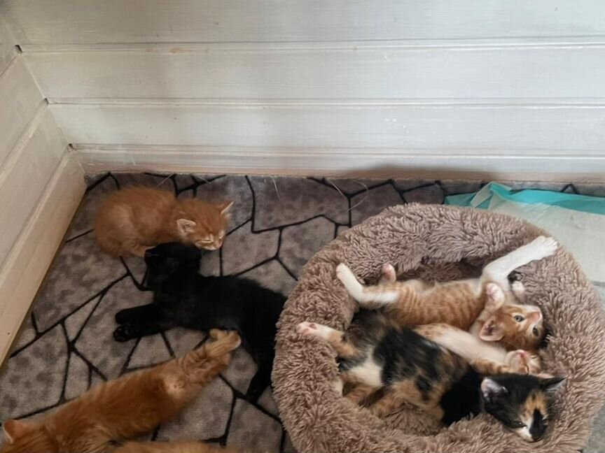 Котята курильский бобтейл