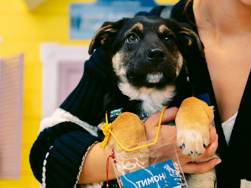 Щенок Тимон в добрые руки бесплатно