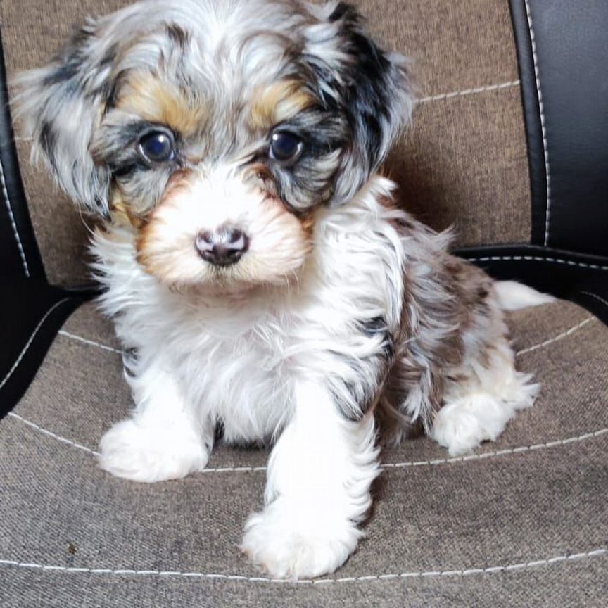 Петербургская орхидея, щенок