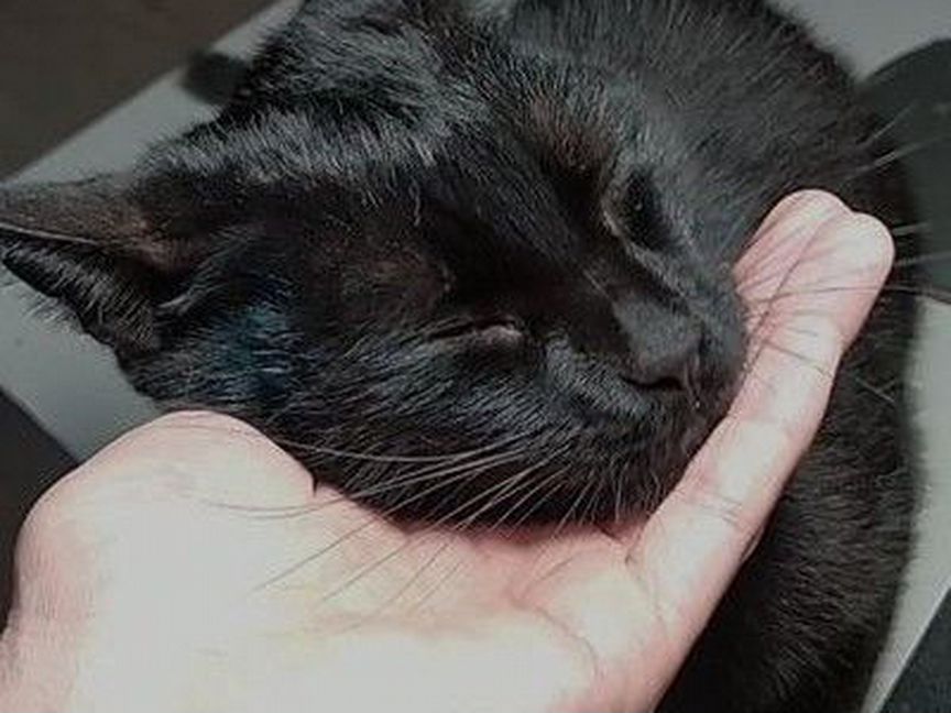 Отдам в хорошие руки кота