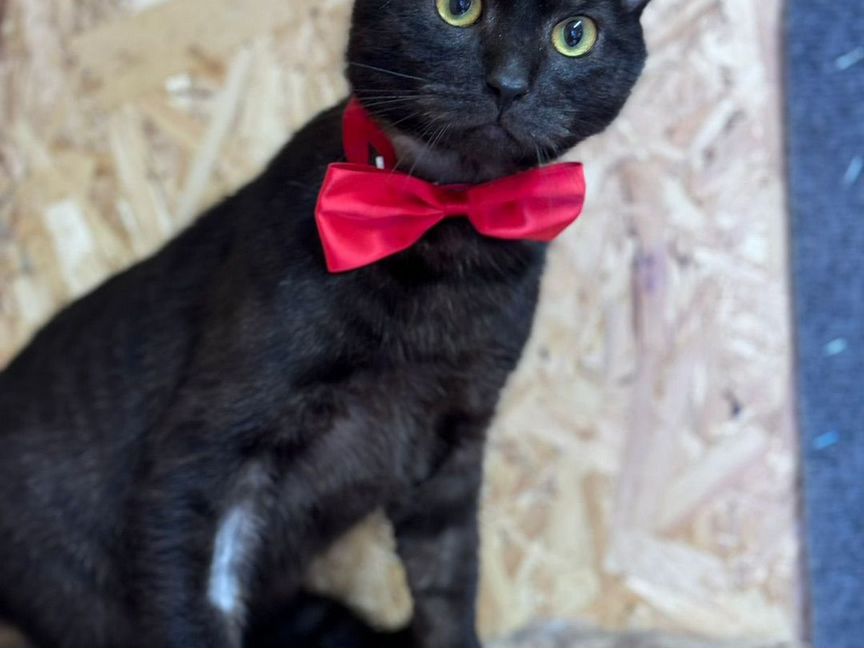 Котик Пиксель из приюта