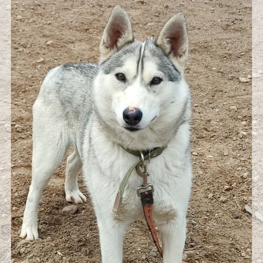 Западносибирская лайка, щенок