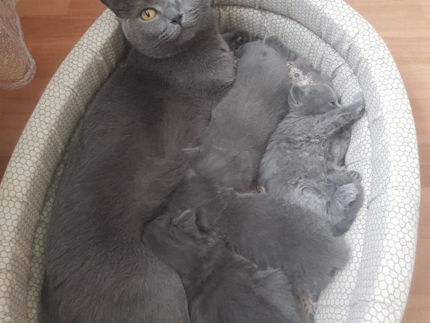 Шотландские голубые котята